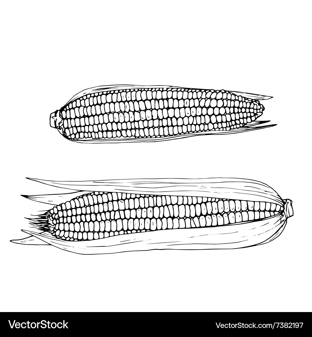 Hand drawn corn cobs Royalty Free Vector Image