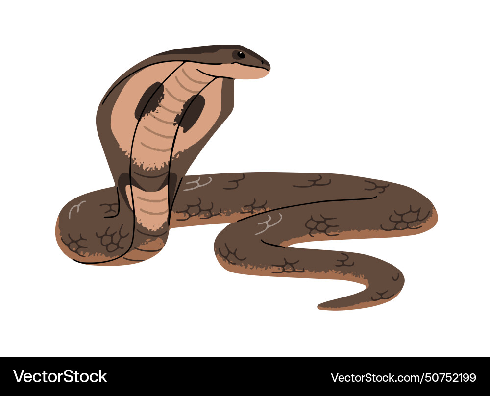 King cobra in defensive pose venomous snake with Vector Image