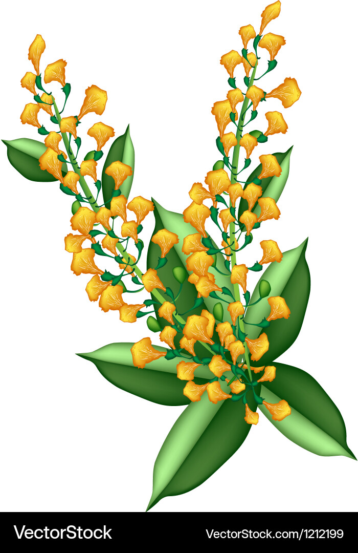 Yellow padauk flower isolated on white background Vector Image