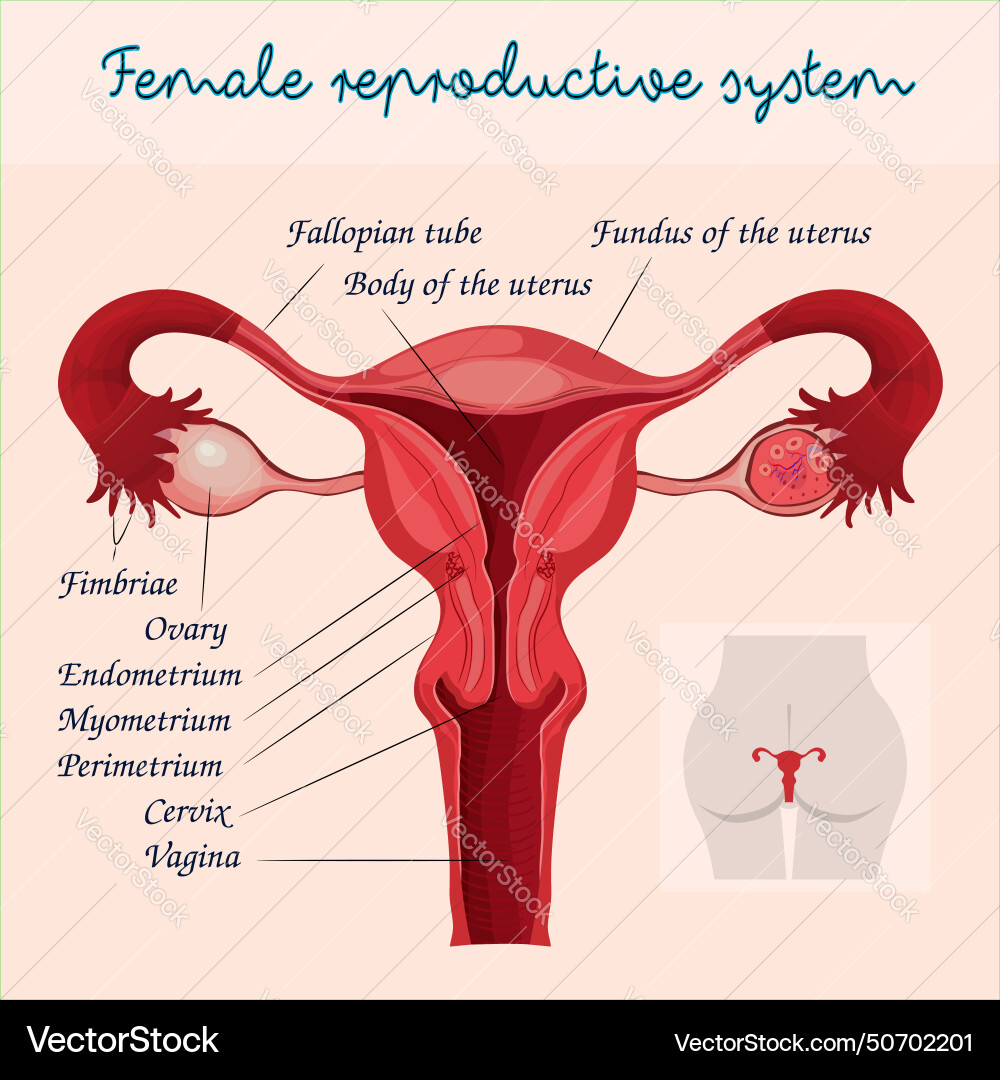 Female reproductive system diagram Royalty Free Vector Image