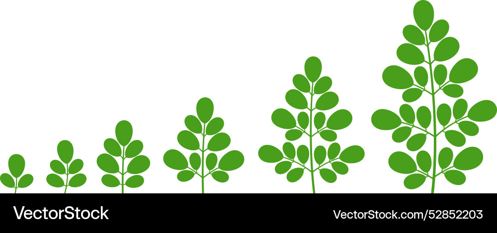 Moringa Royalty Free Vector Image - VectorStock