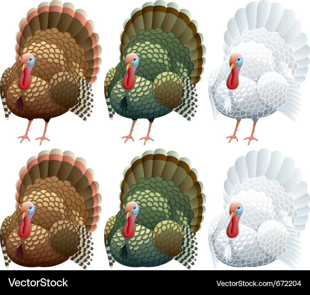 Turkey Royalty Free Vector Image - VectorStock