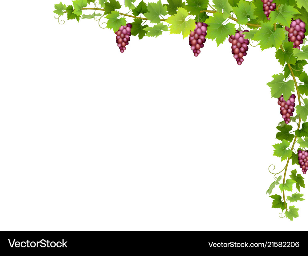 Red Grape Branch In Corner Royalty Free Vector Image 60,000+ Free
