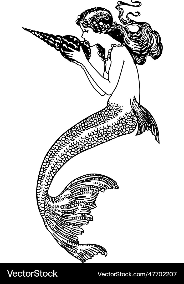 Elegant Mermaid with Shell Royalty Free Vector Image