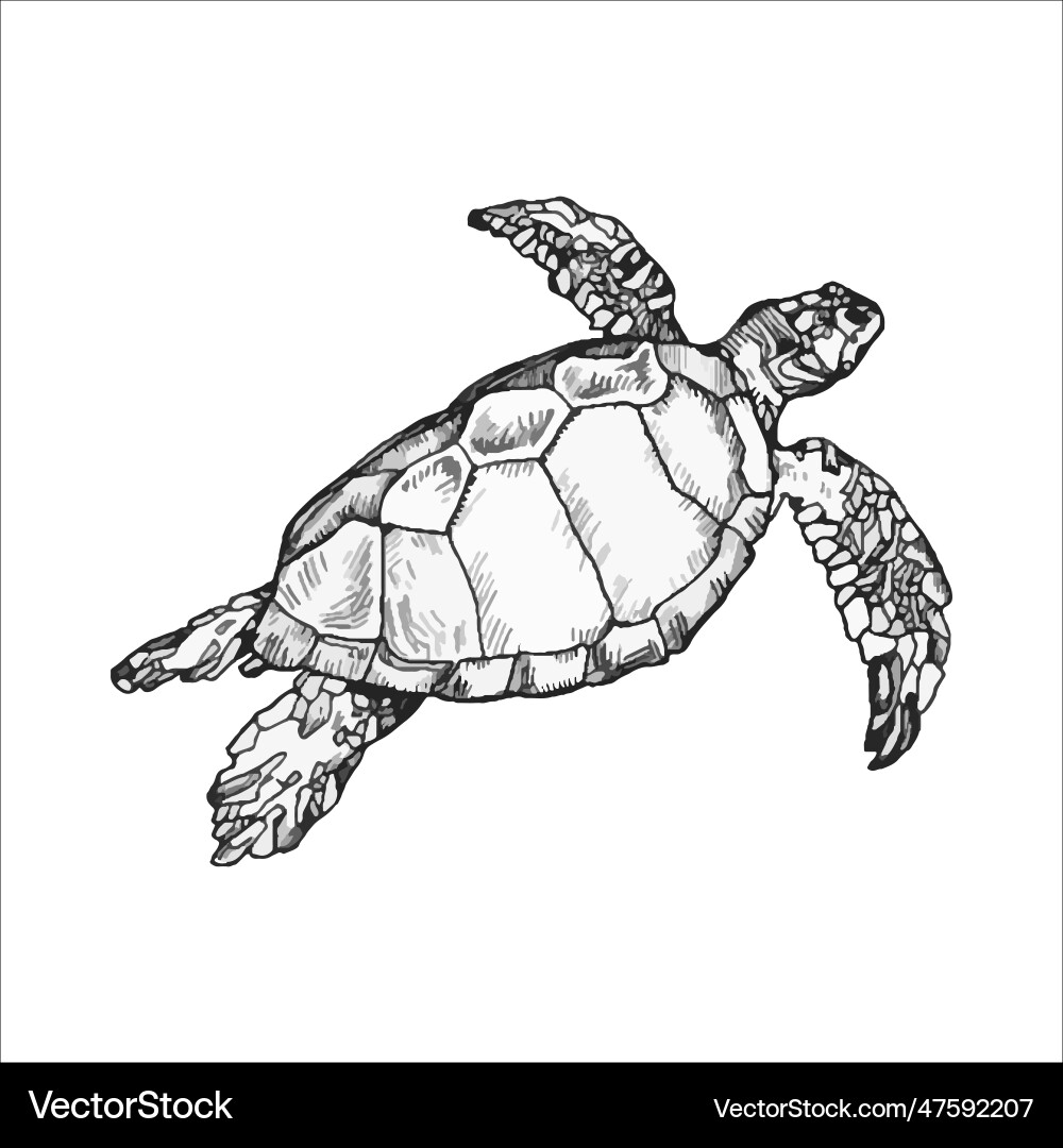 Handdrawn turtle drawing Royalty Free Vector Image