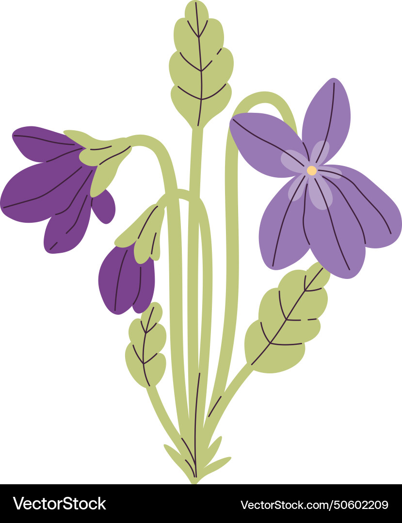 Viola flowers with leaves Royalty Free Vector Image