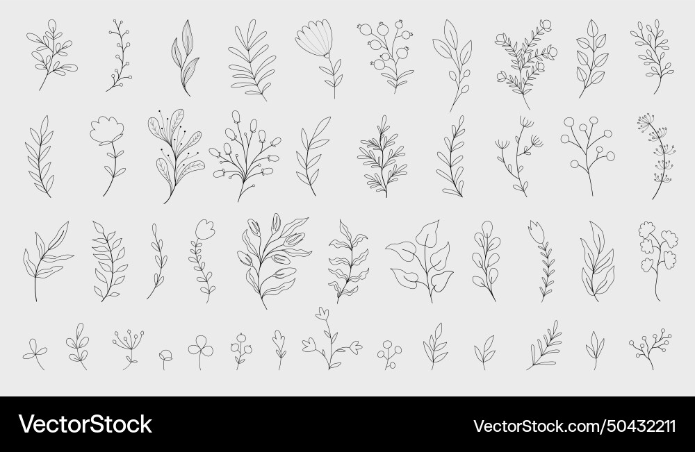 Floral nature botanical elements Royalty Free Vector Image