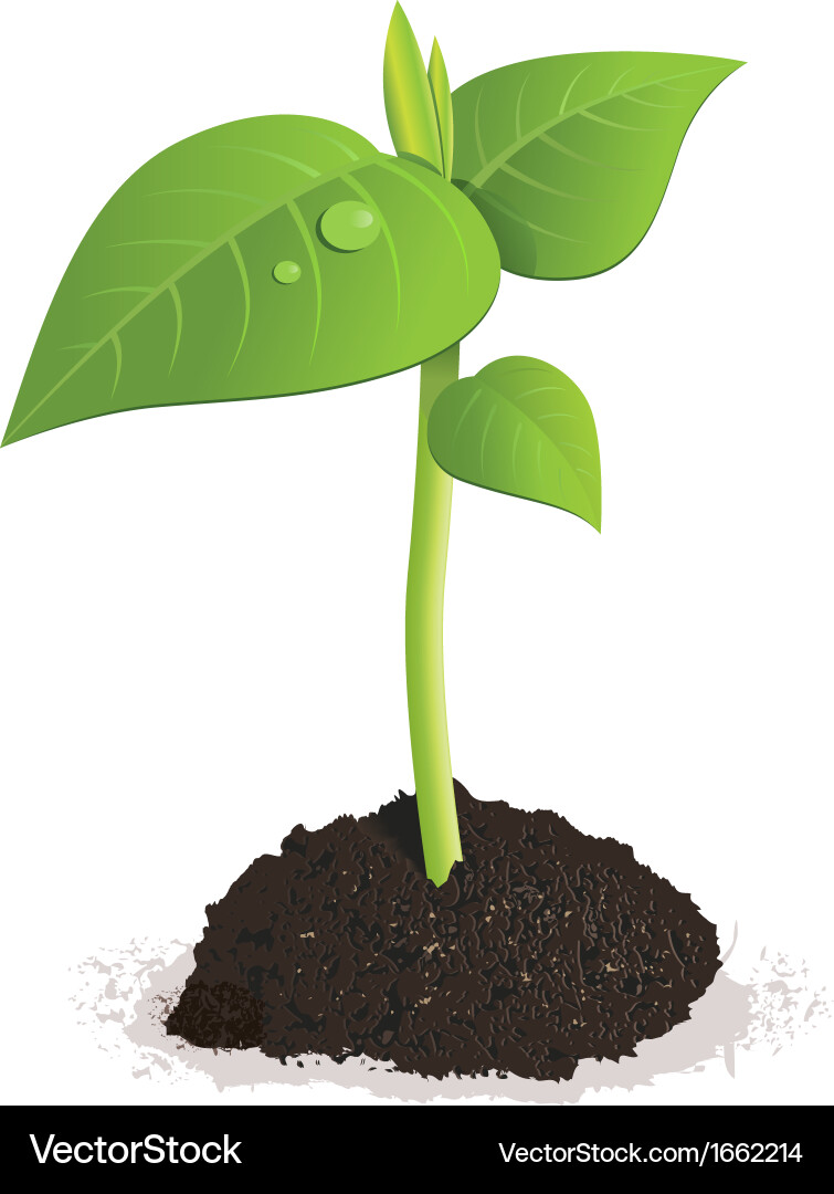 Green sprout Royalty Free Vector Image - VectorStock