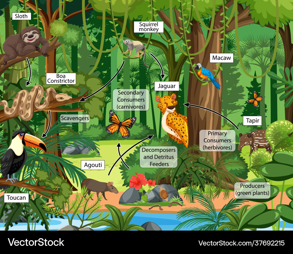 Food Chain Diagram - Forest Ecosystem Royalty Free Vector
