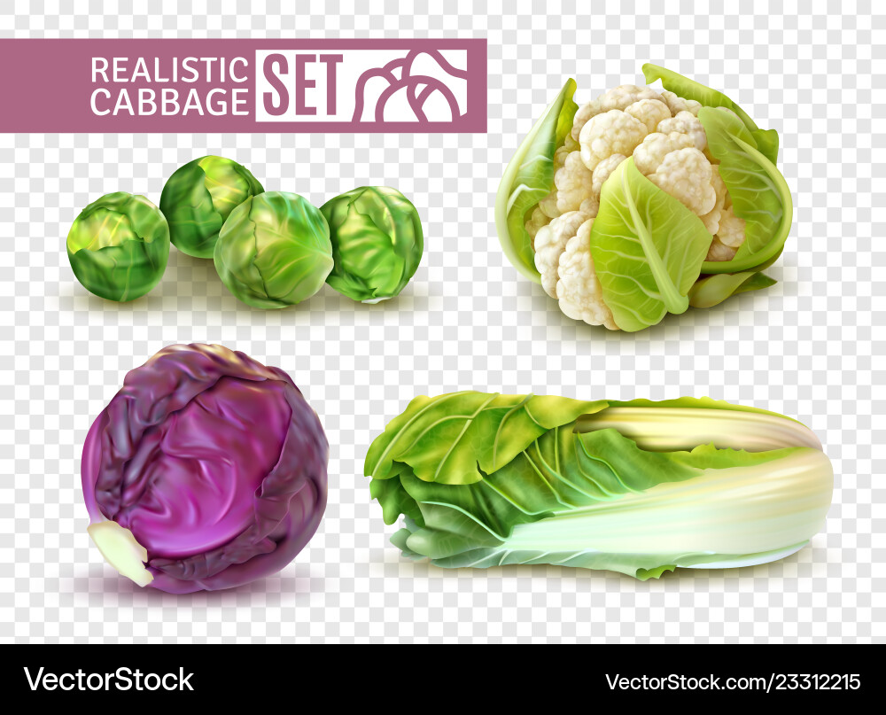 Realistic cabbage set Royalty Free Vector Image