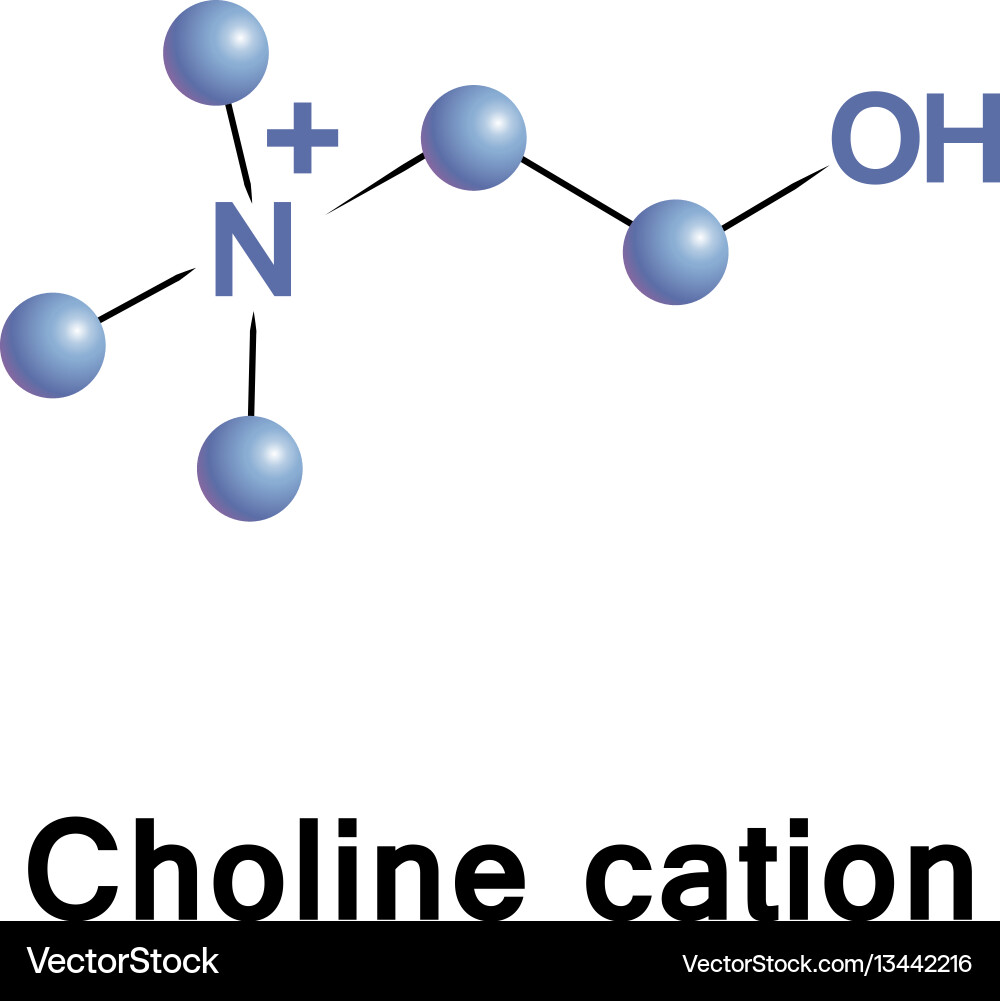 Choline cation molecule Royalty Free Vector Image