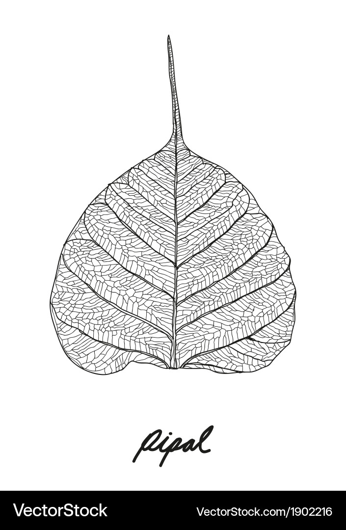 Bo Leaf Vector Images (over 310)