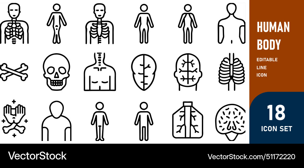 Human body line editable icons set Royalty Free Vector Image