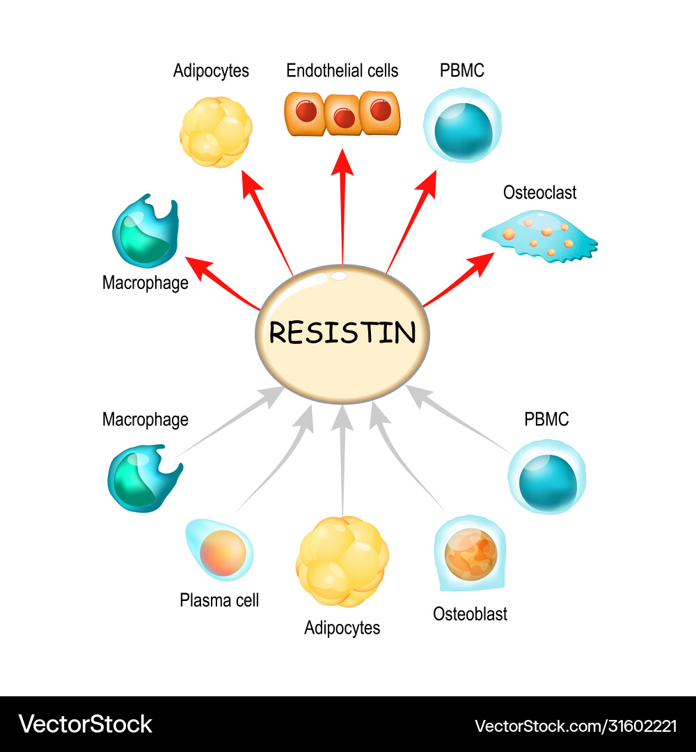 Adipose tissue Vector Images & Graphics for Commercial Use | VectorStock