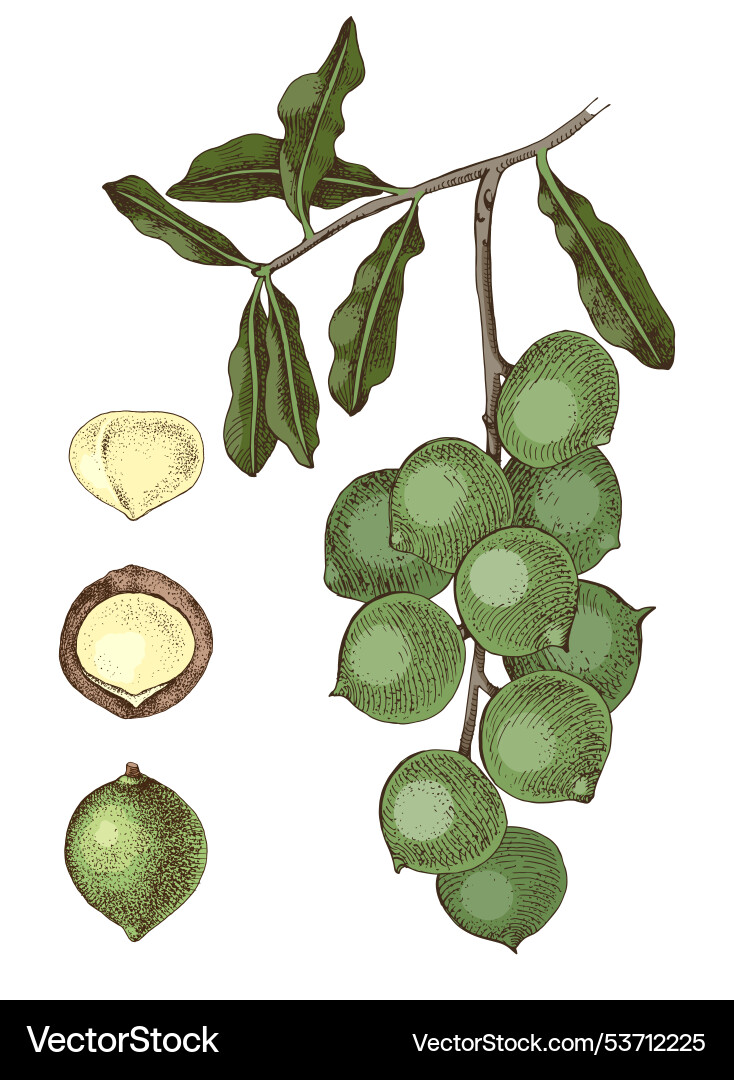 Macadamia tree branch with nuts Royalty Free Vector Image