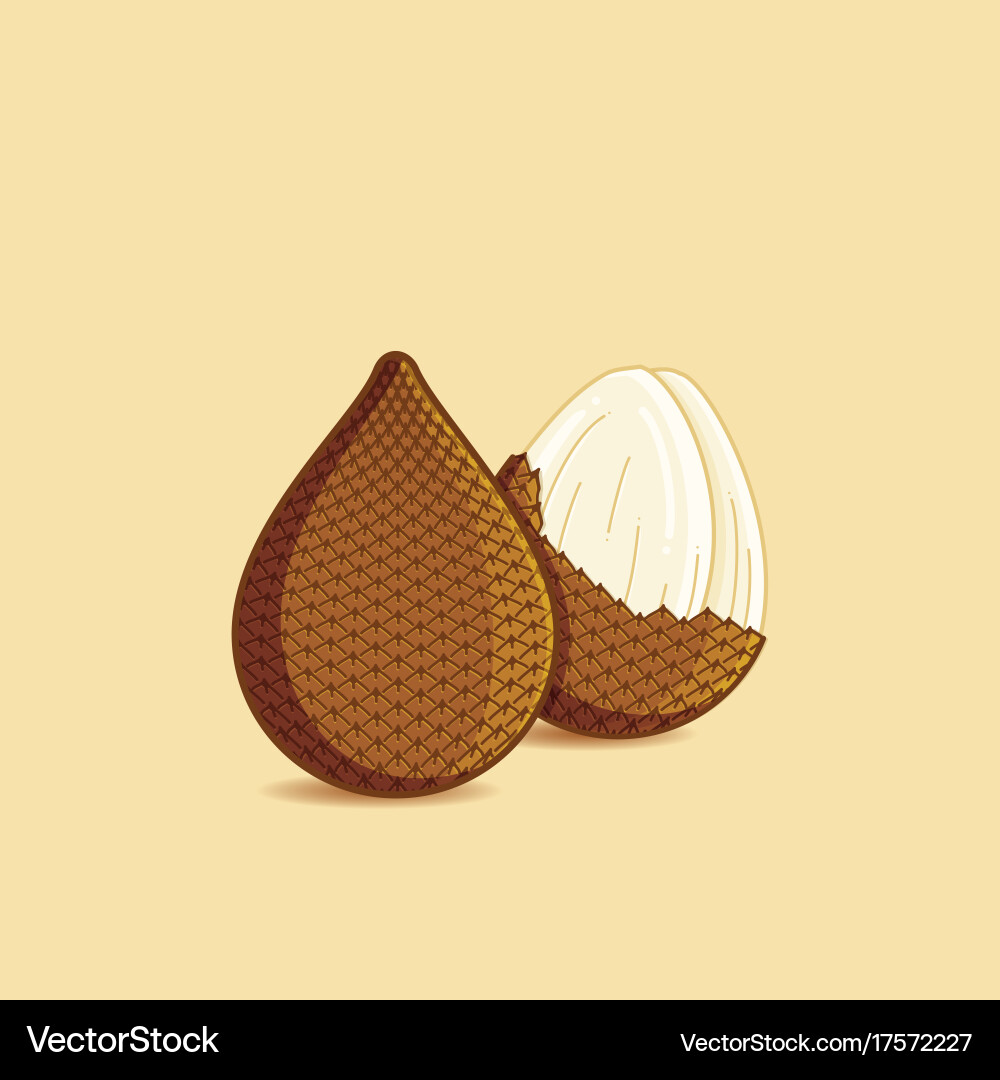 Salacca Royalty Free Vector Image - VectorStock