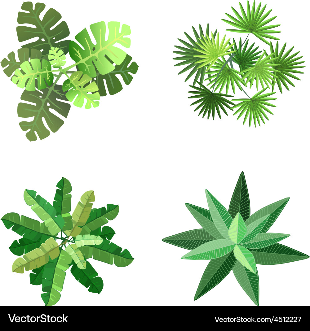 Palm Tree Top View Vector Top View Of Palm Tree Stock Vector Images