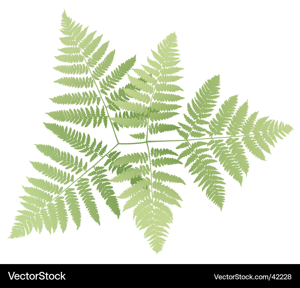 Fern Royalty Free Vector Image - VectorStock
