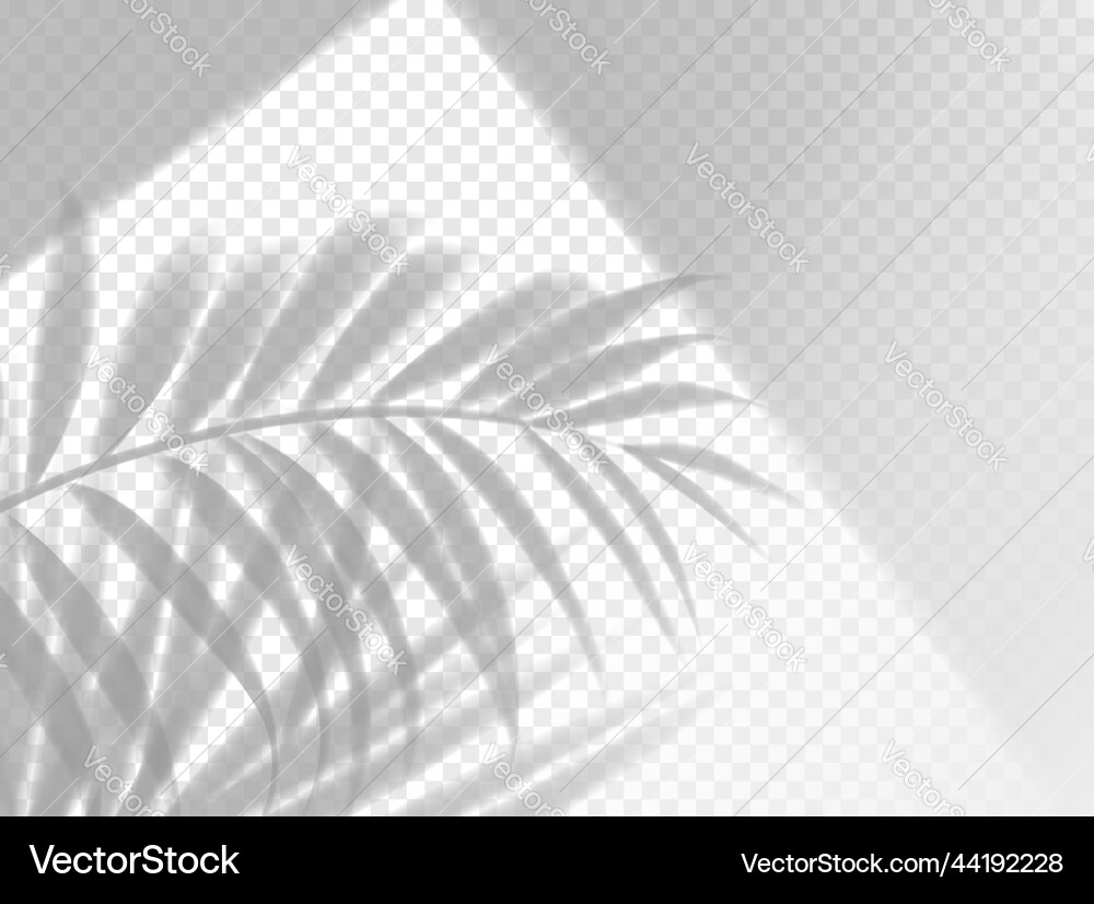 Palm leaves shadow background overlay template Vector Image