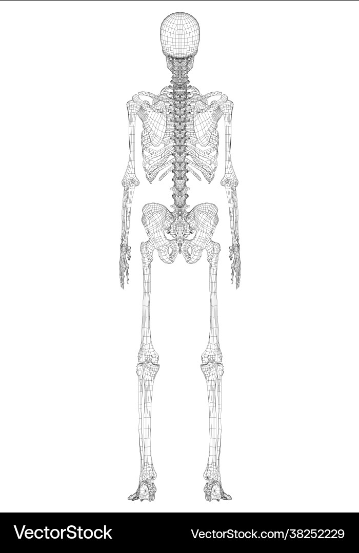Human skeleton Royalty Free Vector Image - VectorStock