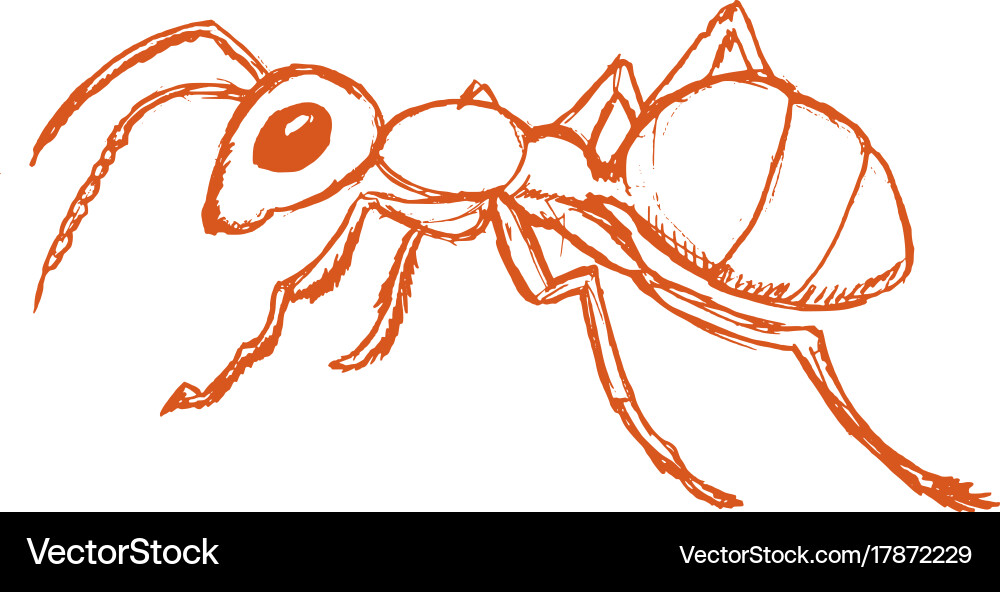 Red ant from forest Royalty Free Vector Image - VectorStock