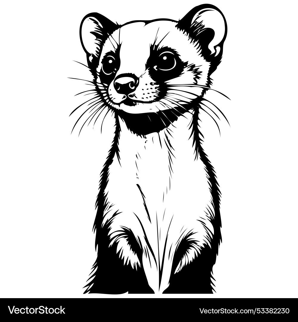 Monochrome black-footed ferret portrait realistic Vector Image