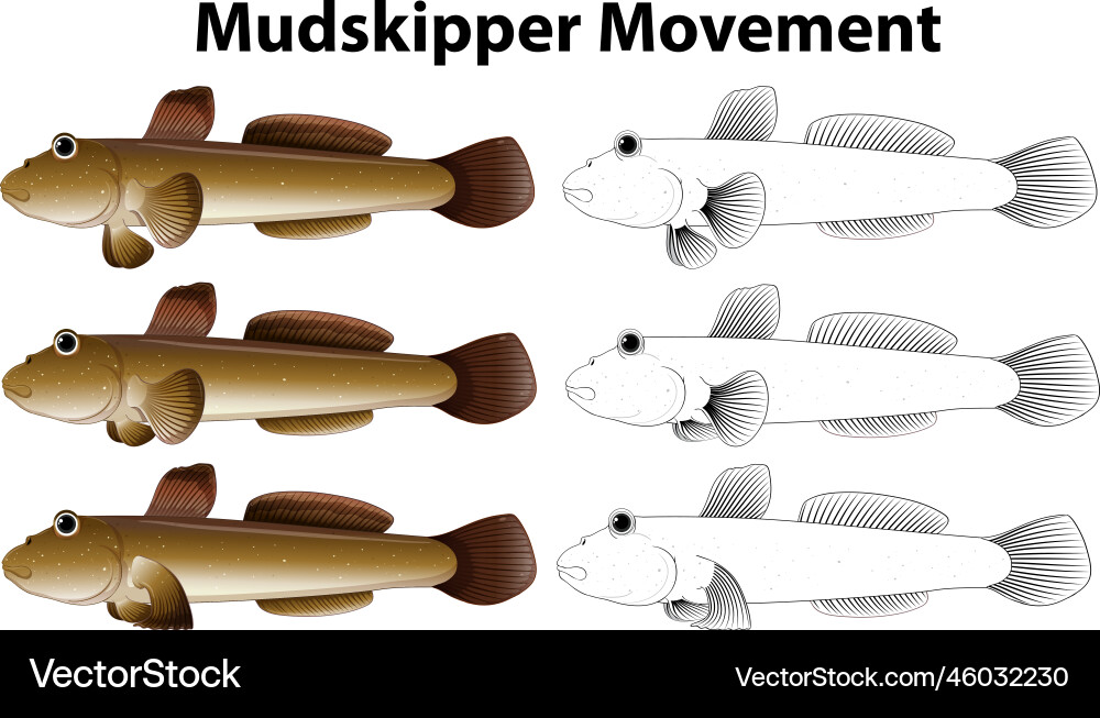 Mudskipper movement concept Royalty Free Vector Image