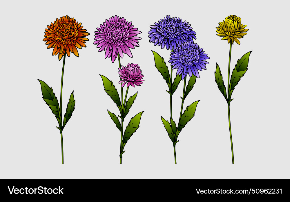 Set of aster flowers different colors Royalty Free Vector