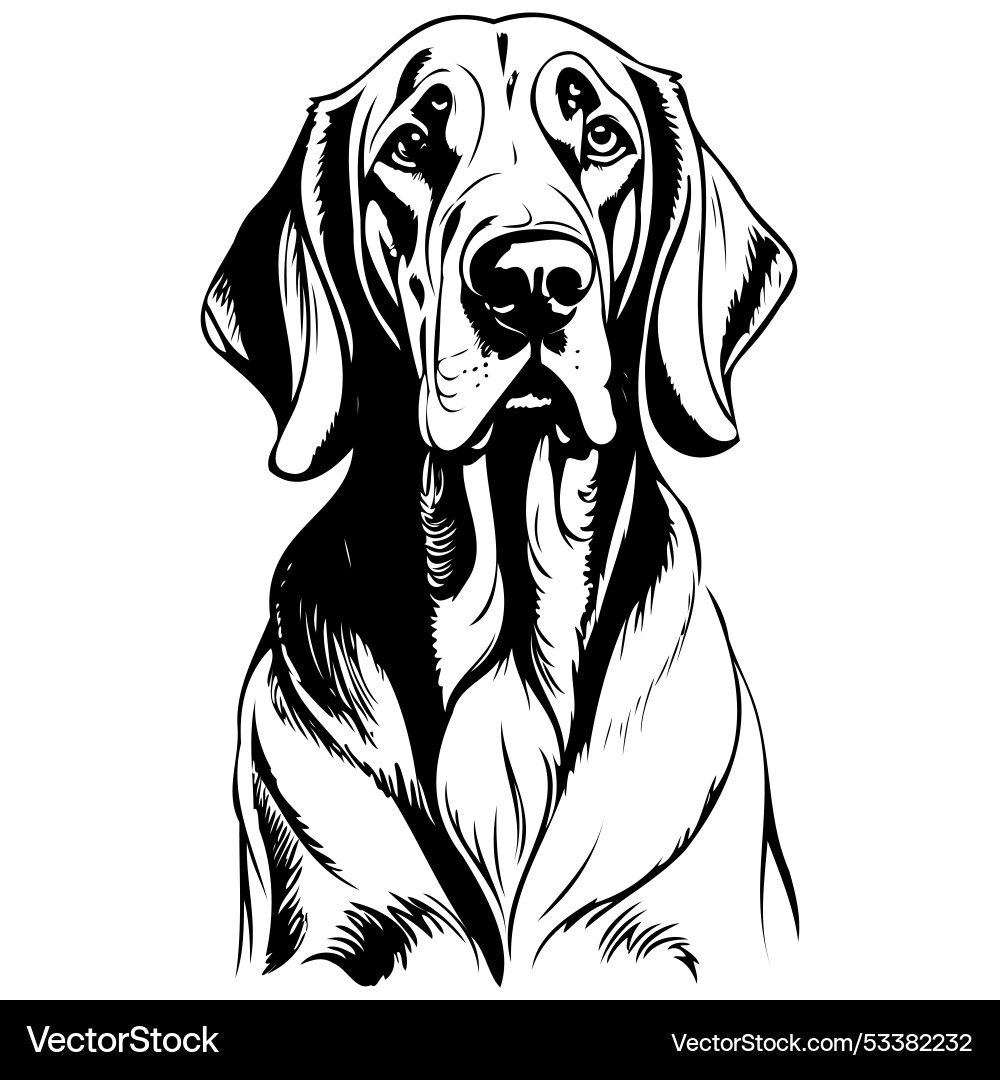 Monochrome bloodhound portrait realistic ink Vector Image