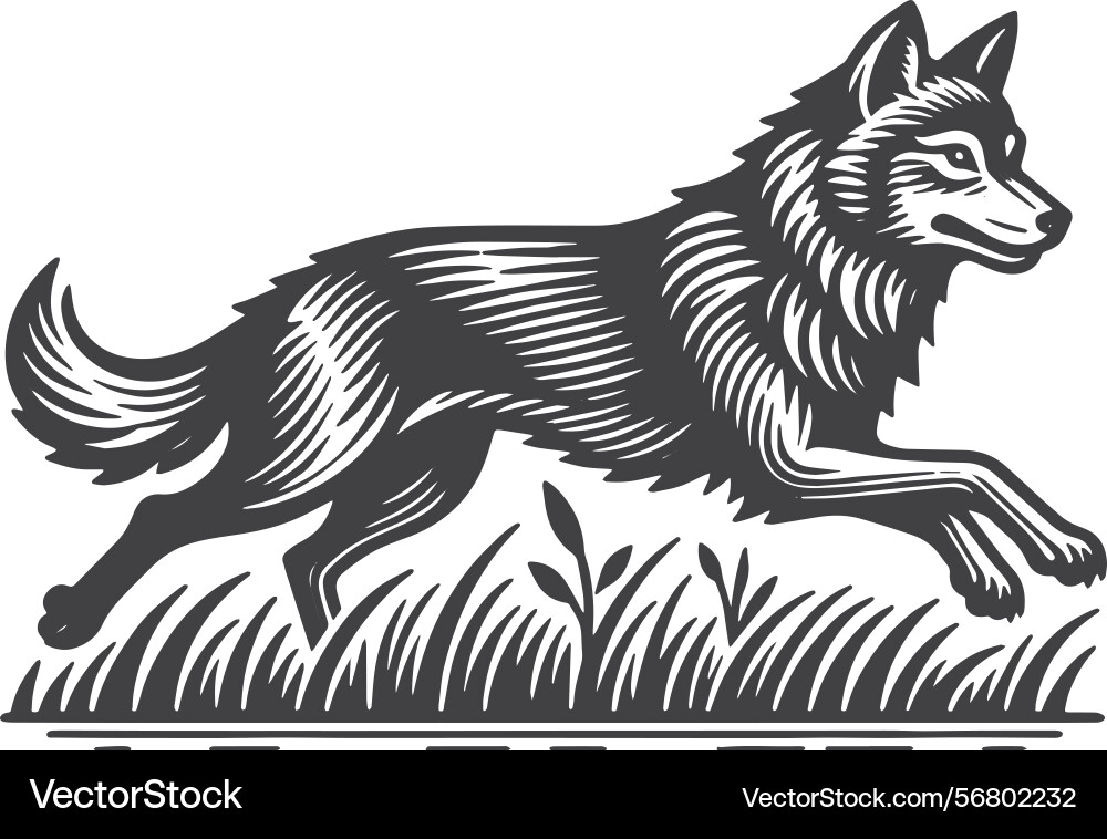 Vintage hand-drawn italian wolf wilderness Vector Image