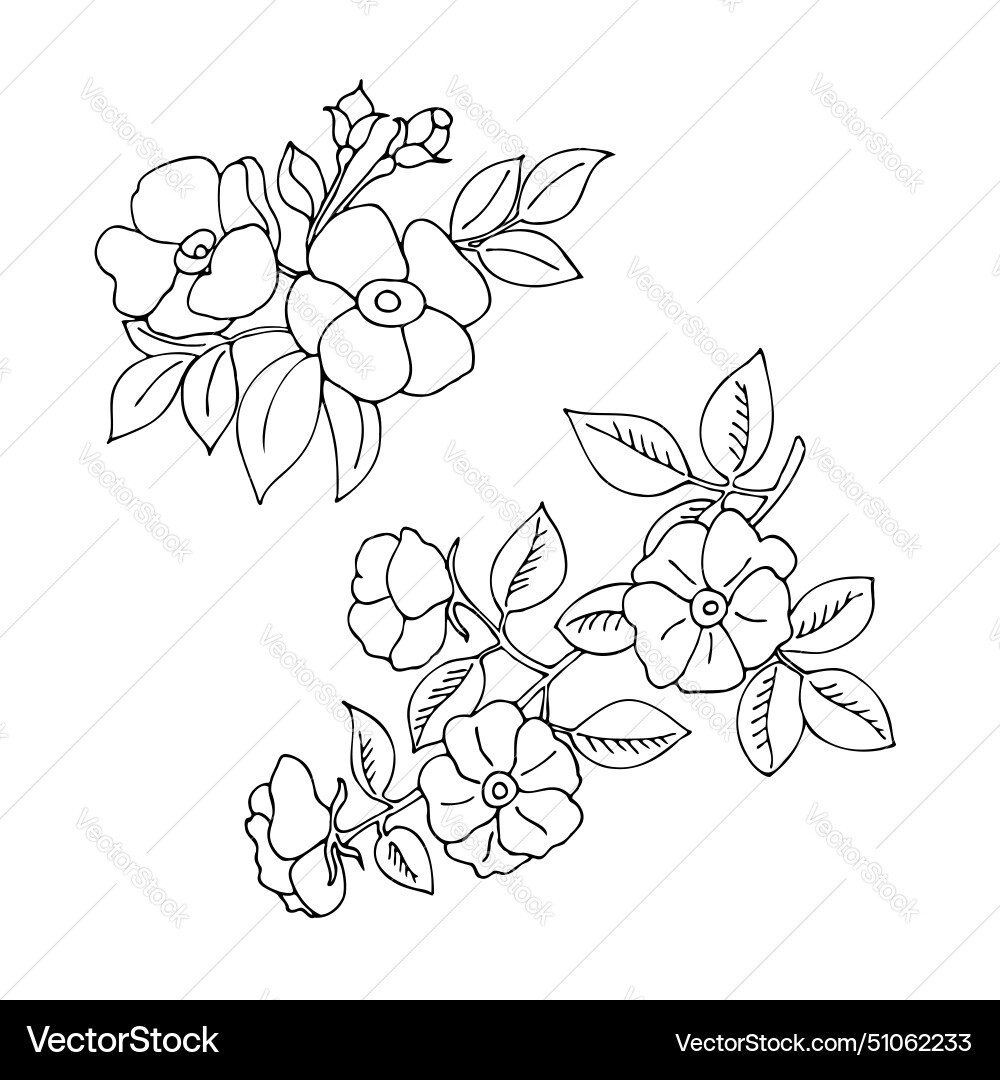 Rosehip Royalty Free Vector Image - VectorStock