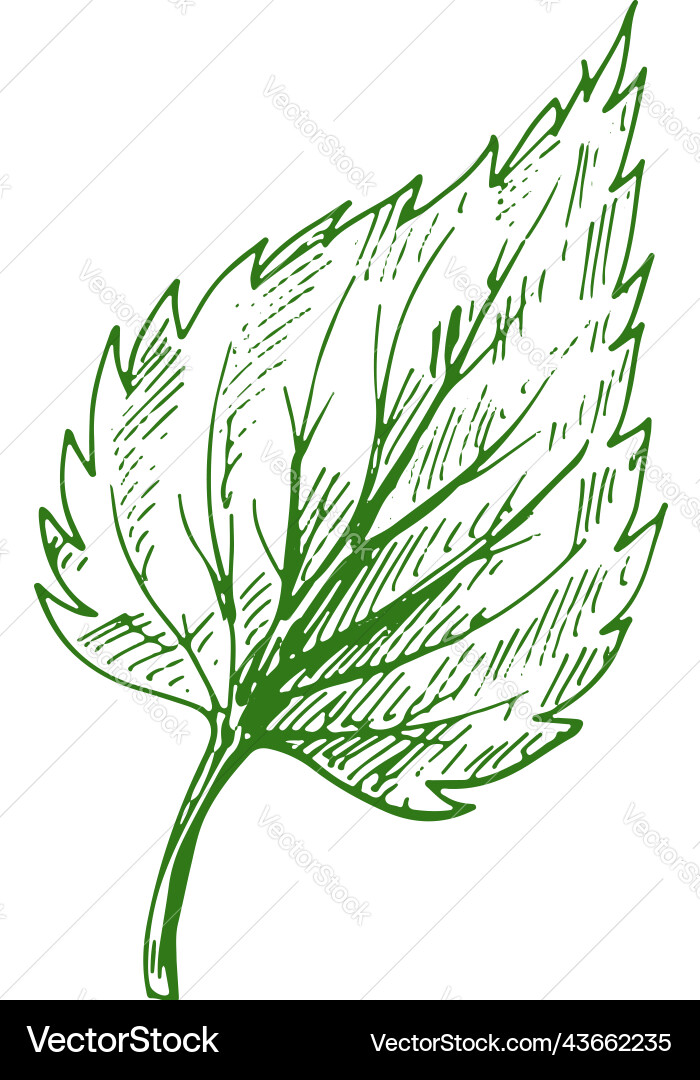 Elm linden teak beech foliage birch aspen leaf Vector Image