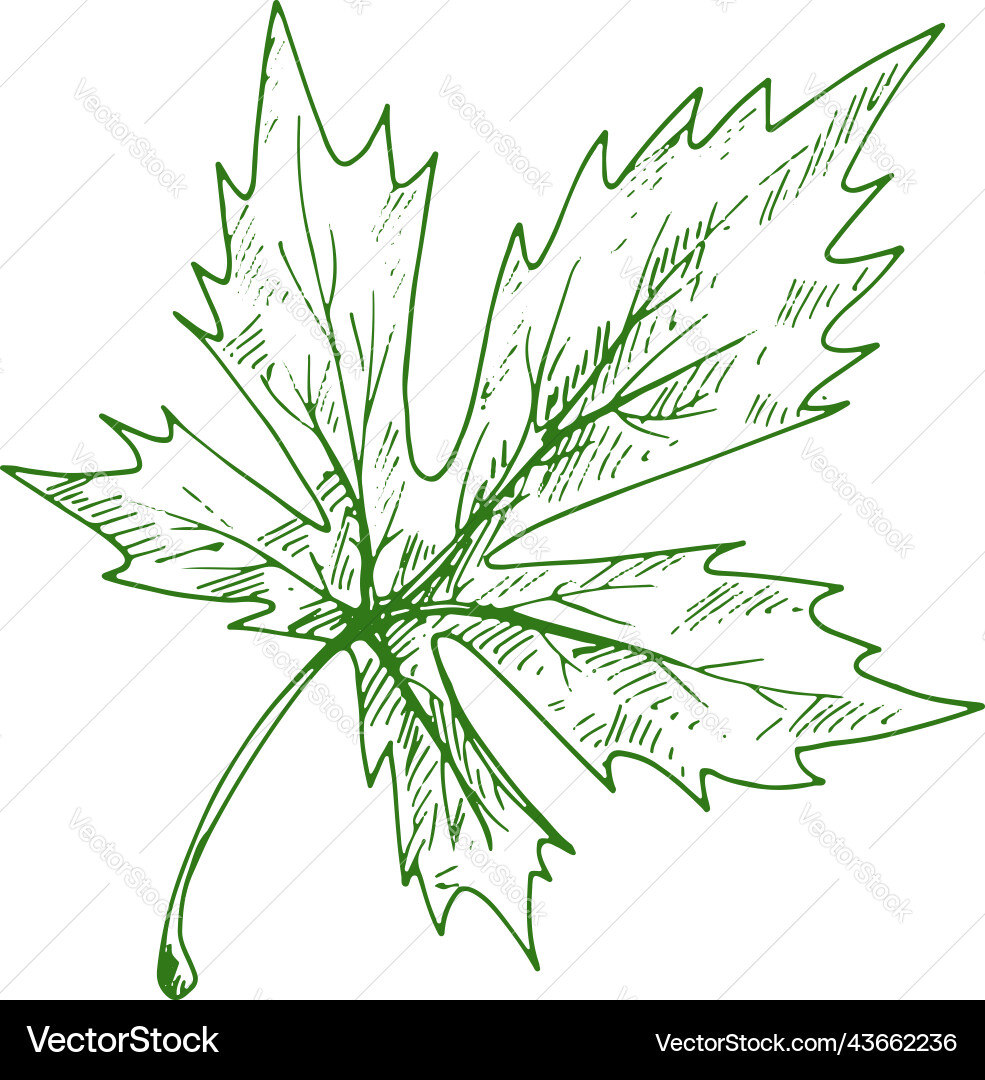 Leaf of maple tree isolated foliage sketch Vector Image