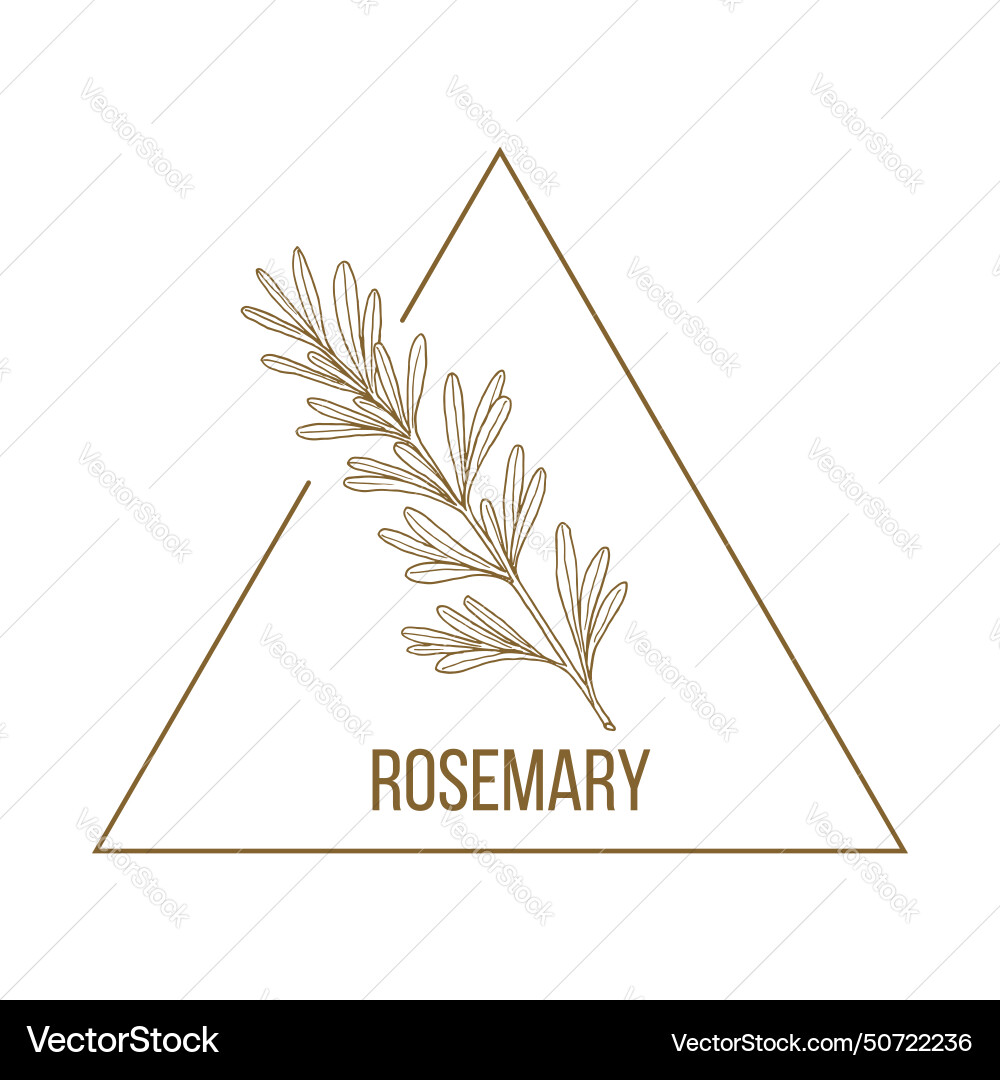 Rosemary floral hand drawn logo template Vector Image