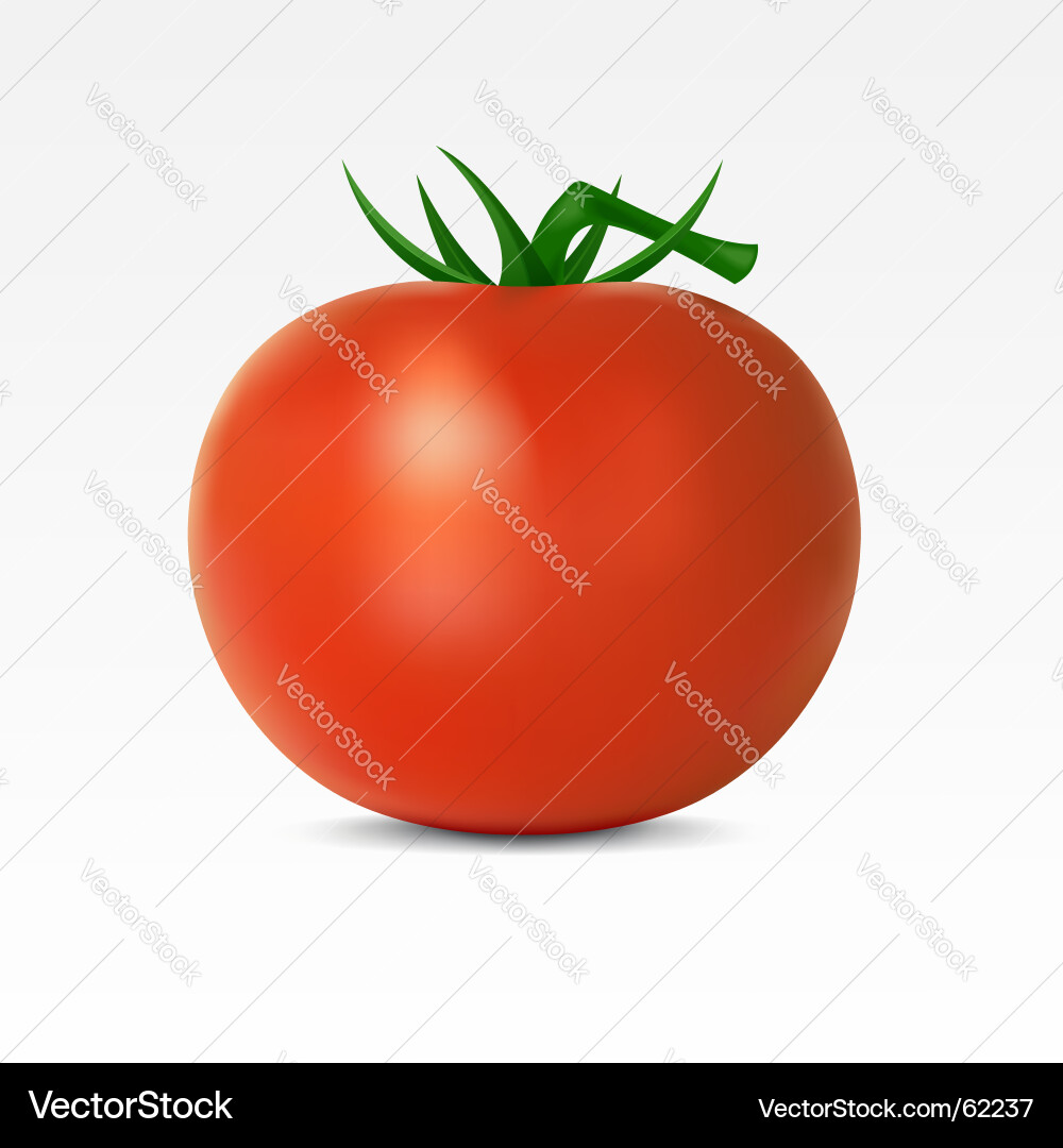 Tomato Royalty Free Vector Image - VectorStock
