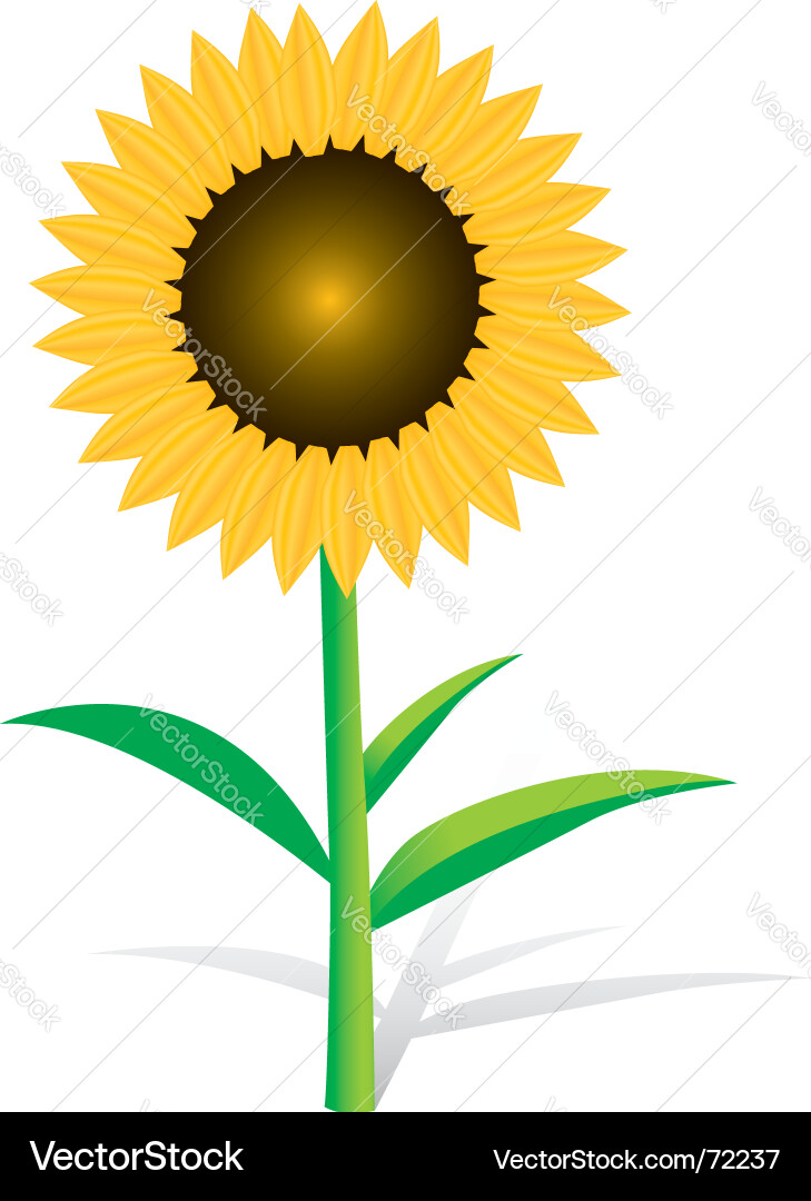 Vibrant Sunflower Blossom Royalty Free Vector Image