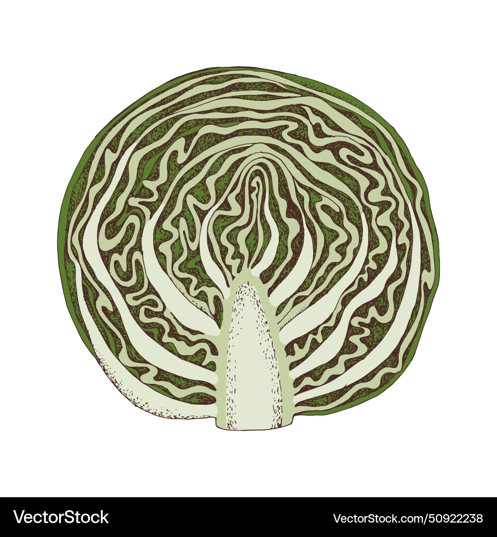 Cabbage half hand drawn Royalty Free Vector Image