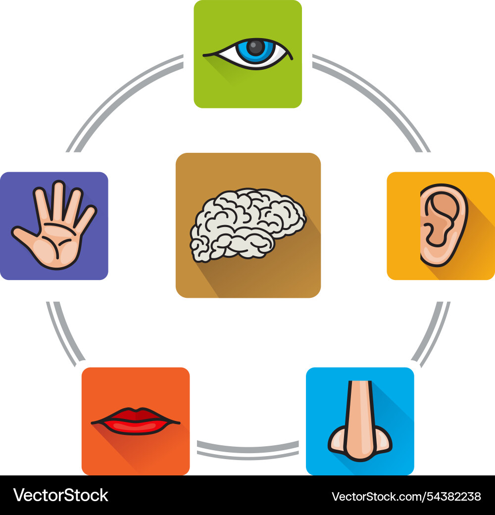 Five senses concept human perception color Vector Image