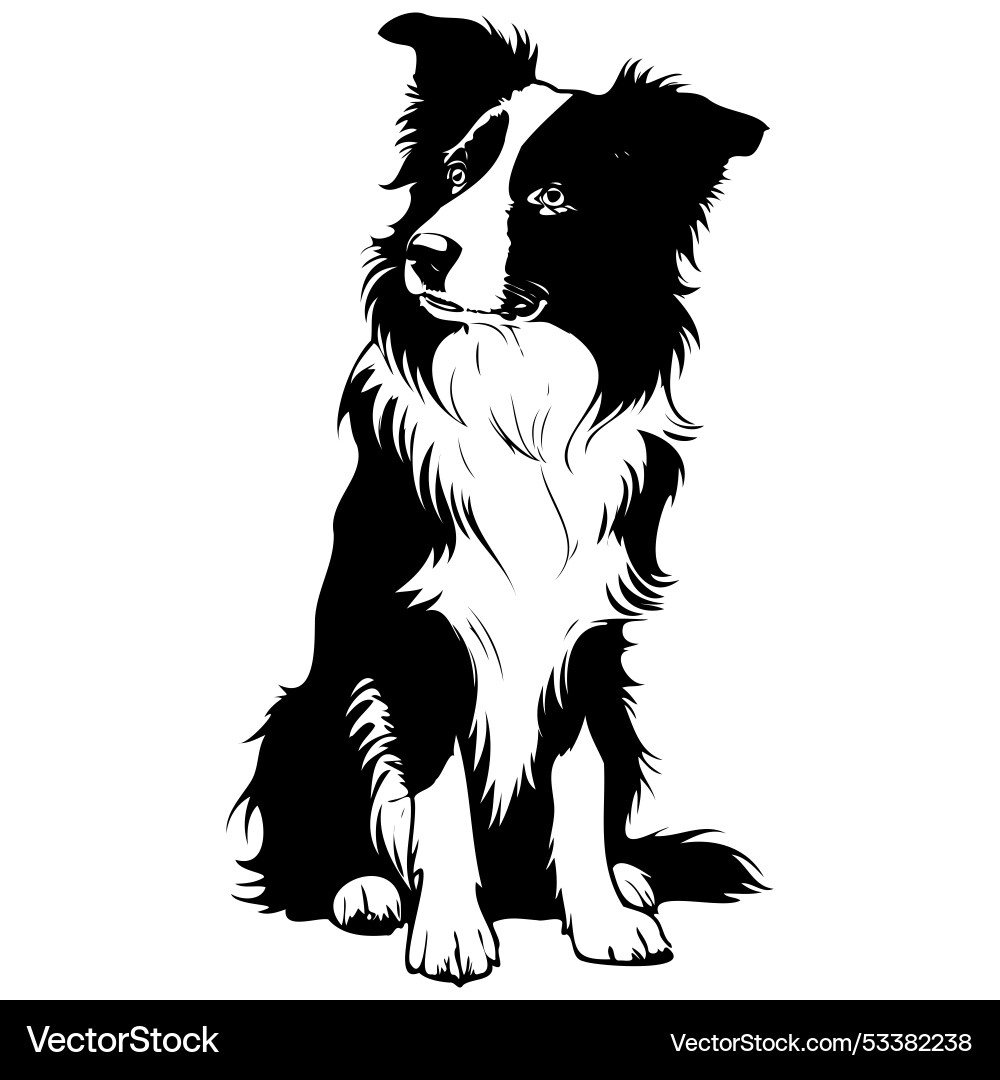 Monochrome border collie sitting realistic ink Vector Image