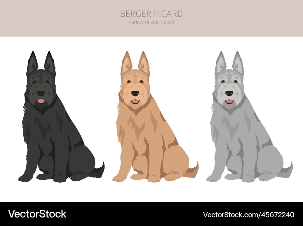 Berger picard clipart different coat colors Vector Image