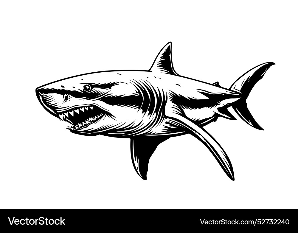 Hand drawn engraving pen and ink white shark Vector Image