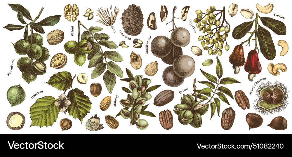 Nut branches and nuts collection Royalty Free Vector Image