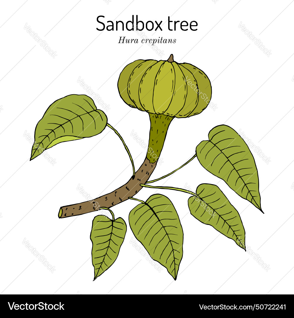 Dynamite tree or possumwood hura crepitans Vector Image
