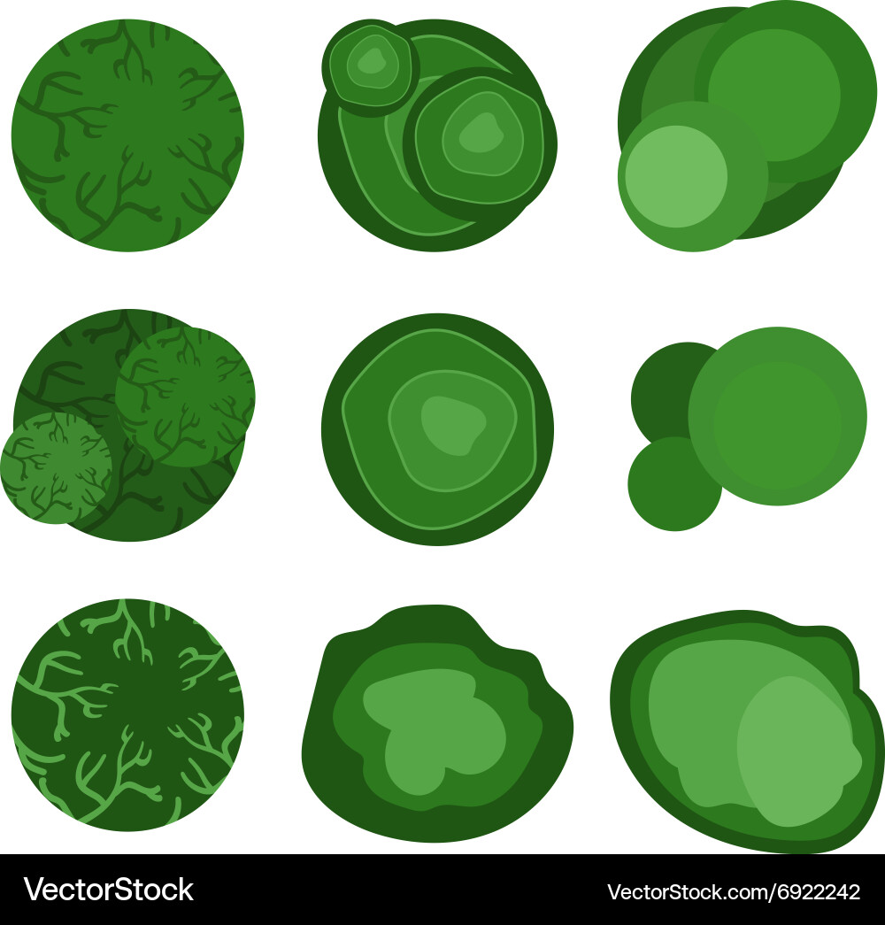 Top View Landscape Trees Royalty Free Vector Image