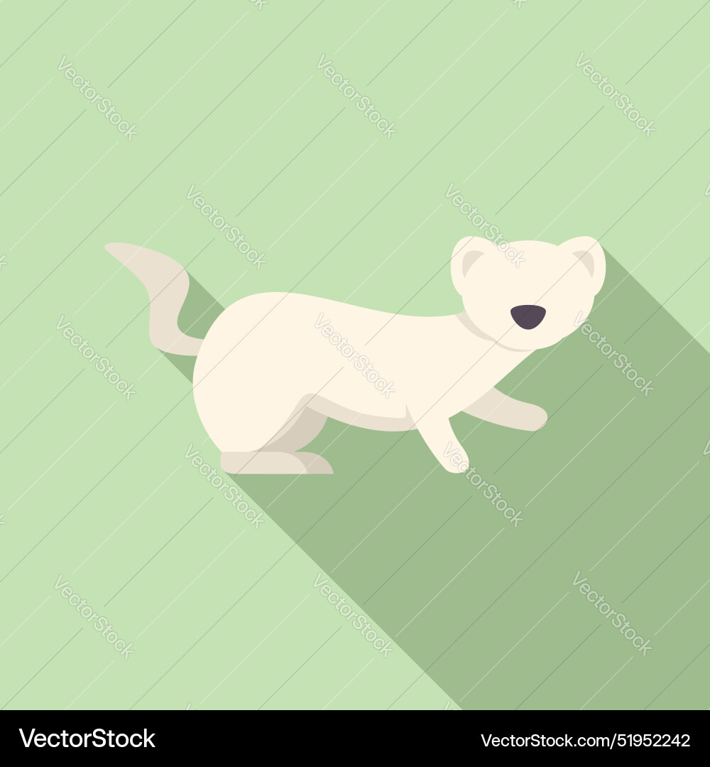White ermine walking with long shadow on green Vector Image