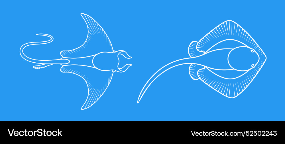 Stingray Royalty Free Vector Image - VectorStock