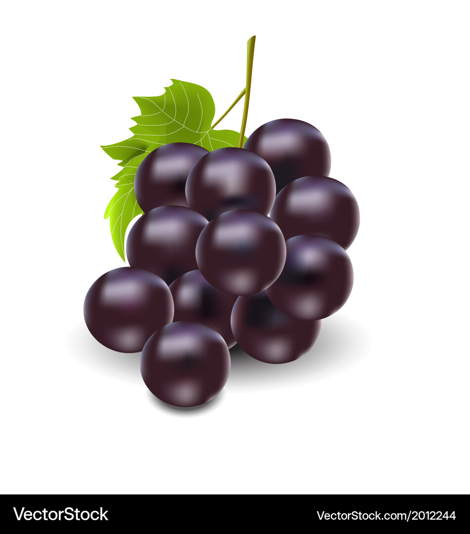 Grape Royalty Free Vector Image - VectorStock