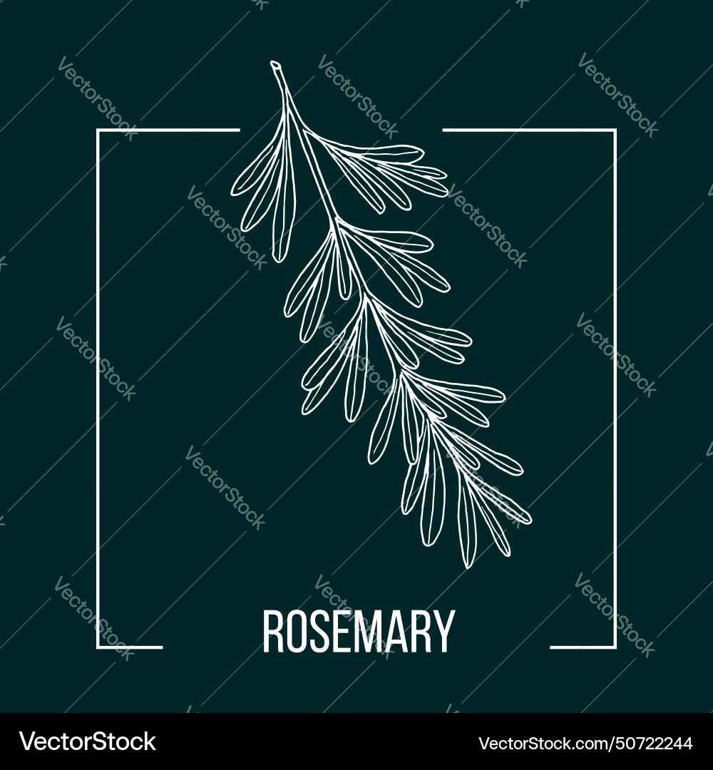 Rosemary floral hand drawn logo template Vector Image