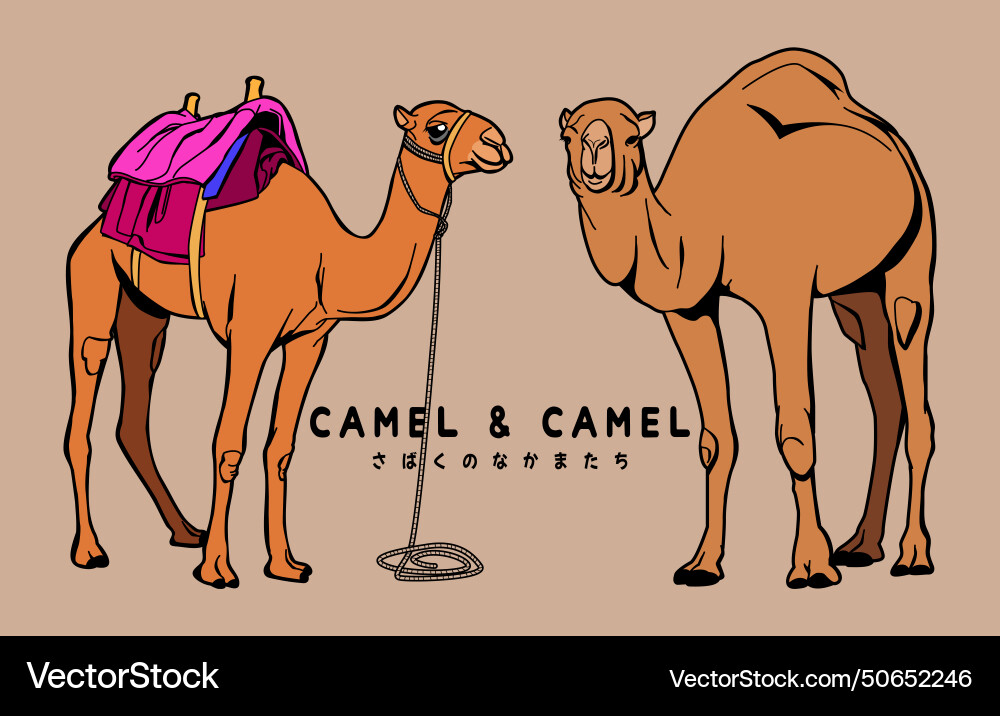 Desert companions camel line art Royalty Free Vector Image