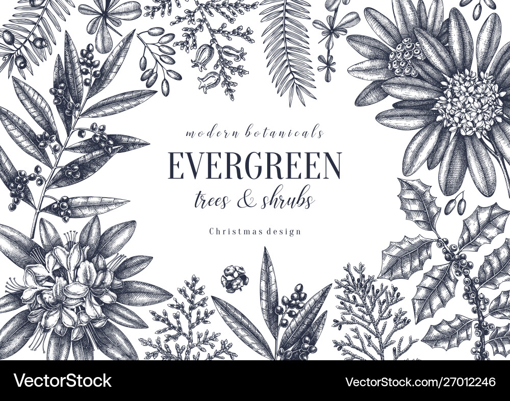 Evergreen plants collection Royalty Free Vector Image
